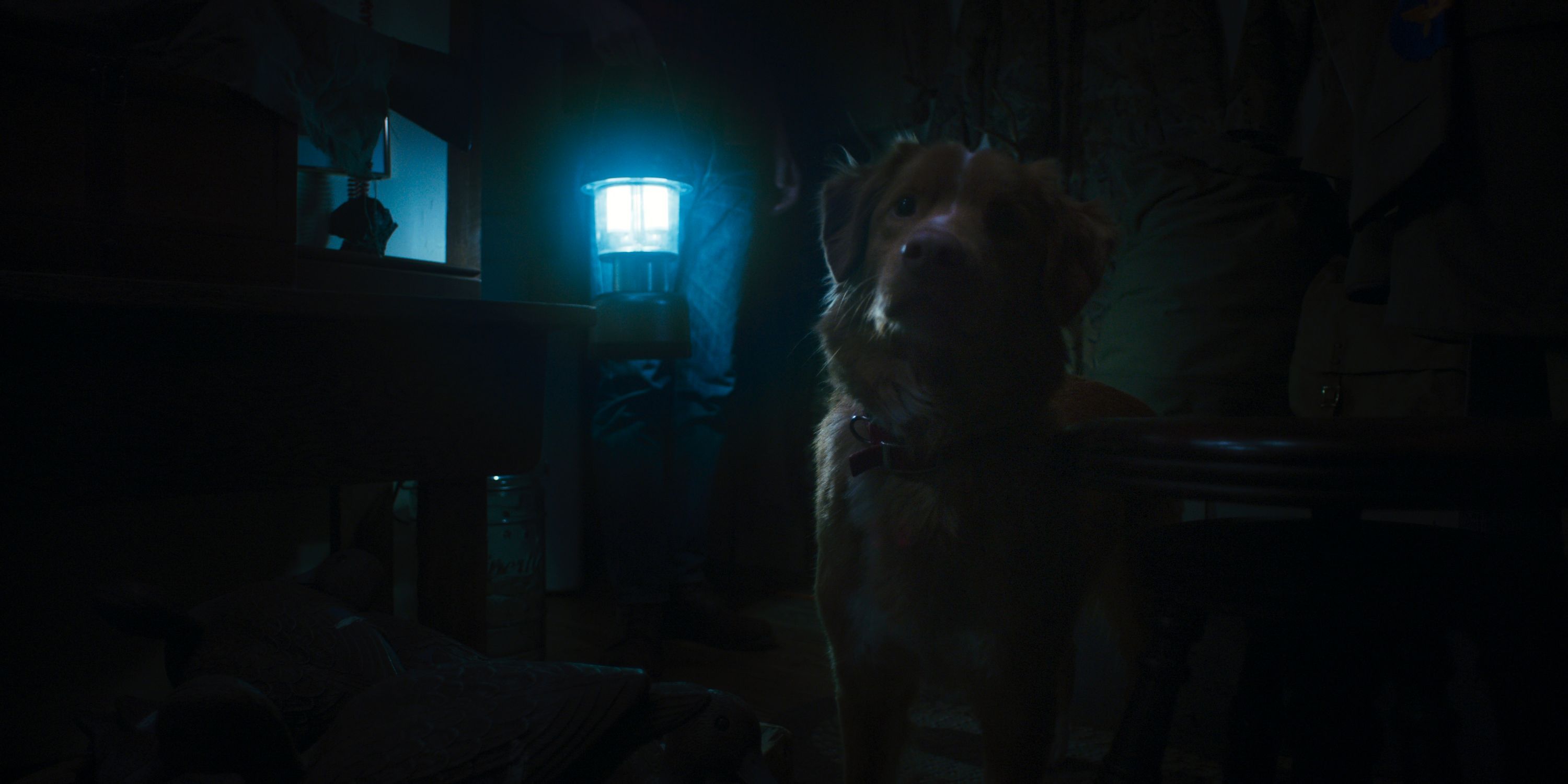 As a lifelong dog owner (and the current proud parent of not one, but ...